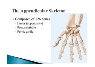 Appendicular Skeleton Upper Limb