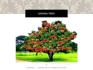 Ashoka Drug | PPTX