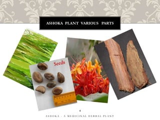 Ashoka Drug | PPTX