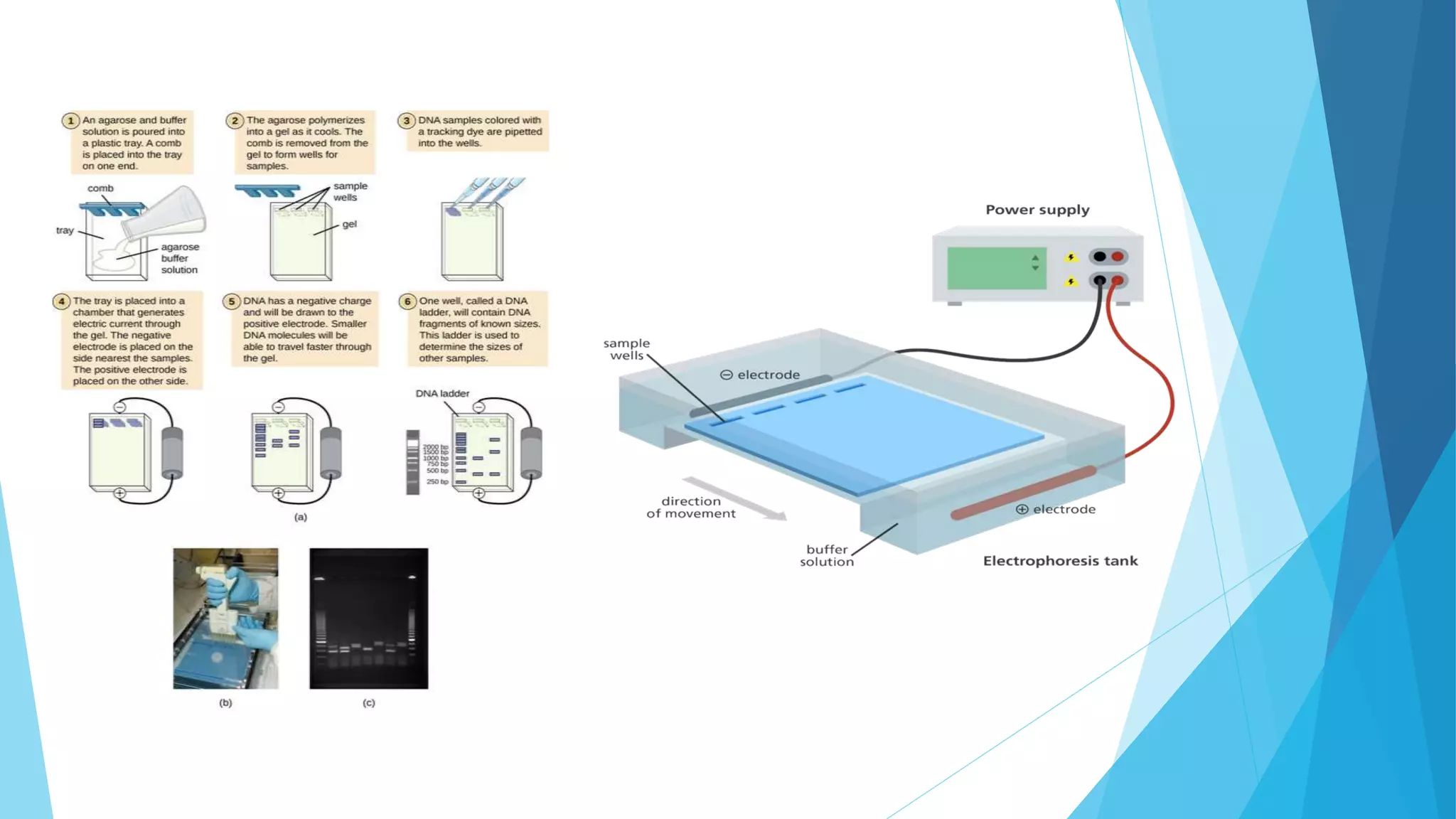 Gel Electrophoresis | PPTX