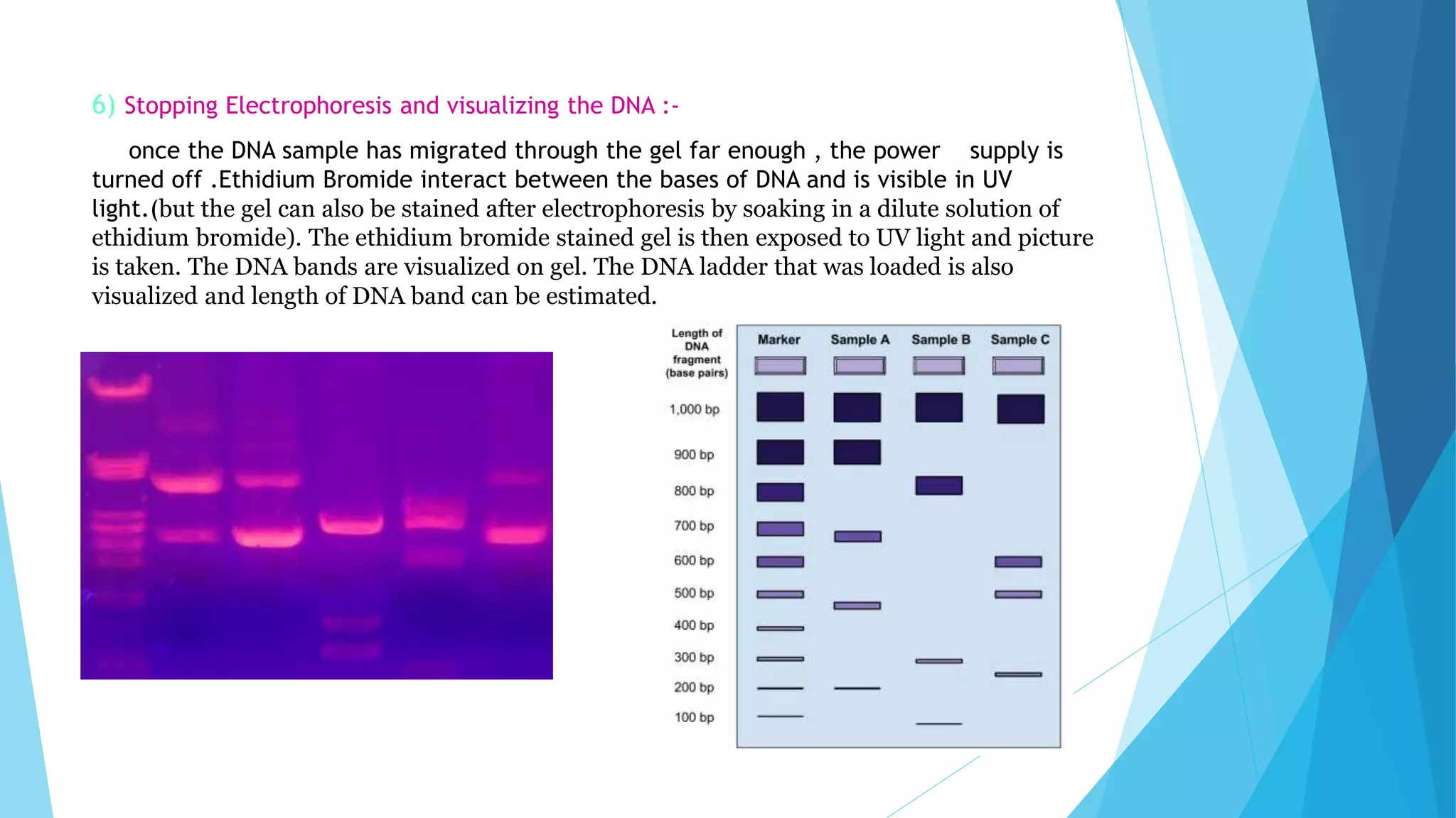 Gel Electrophoresis | PPTX