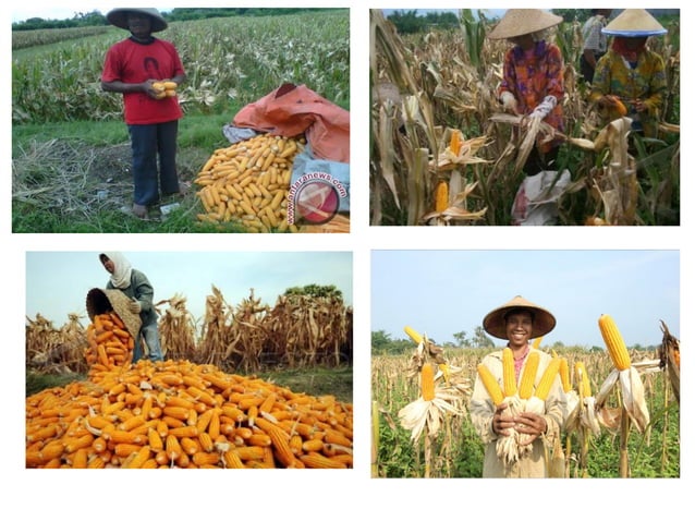 Value Chain of Corn in Indonesia (Based of Secondary Data) | PPT