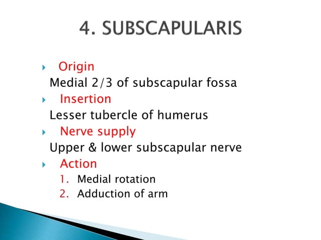 final back and scapular region.pptx | Death, Injury, or Military ...