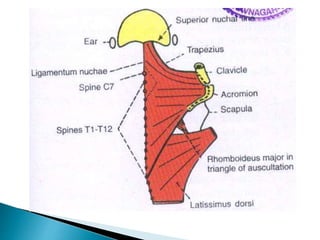 final back and scapular region.pptx