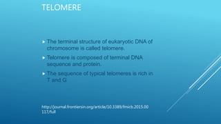 DNA Replication Process | PPT