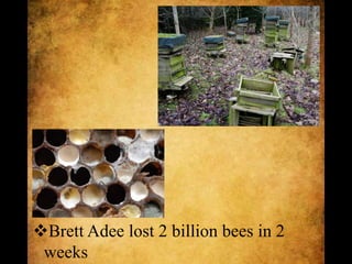 Disappearance of Honey Bees! | PPTX