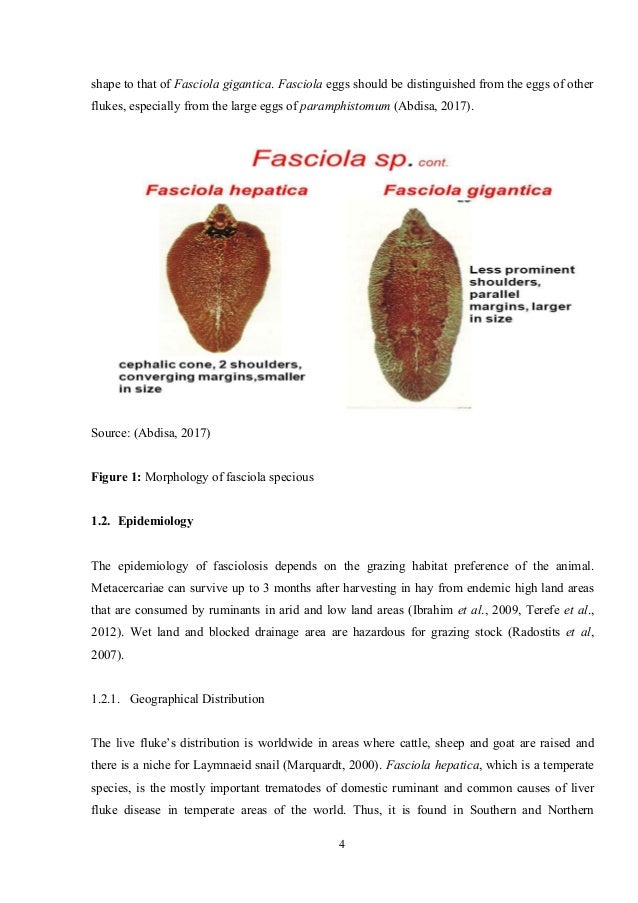 Fasciolosis In Cattle