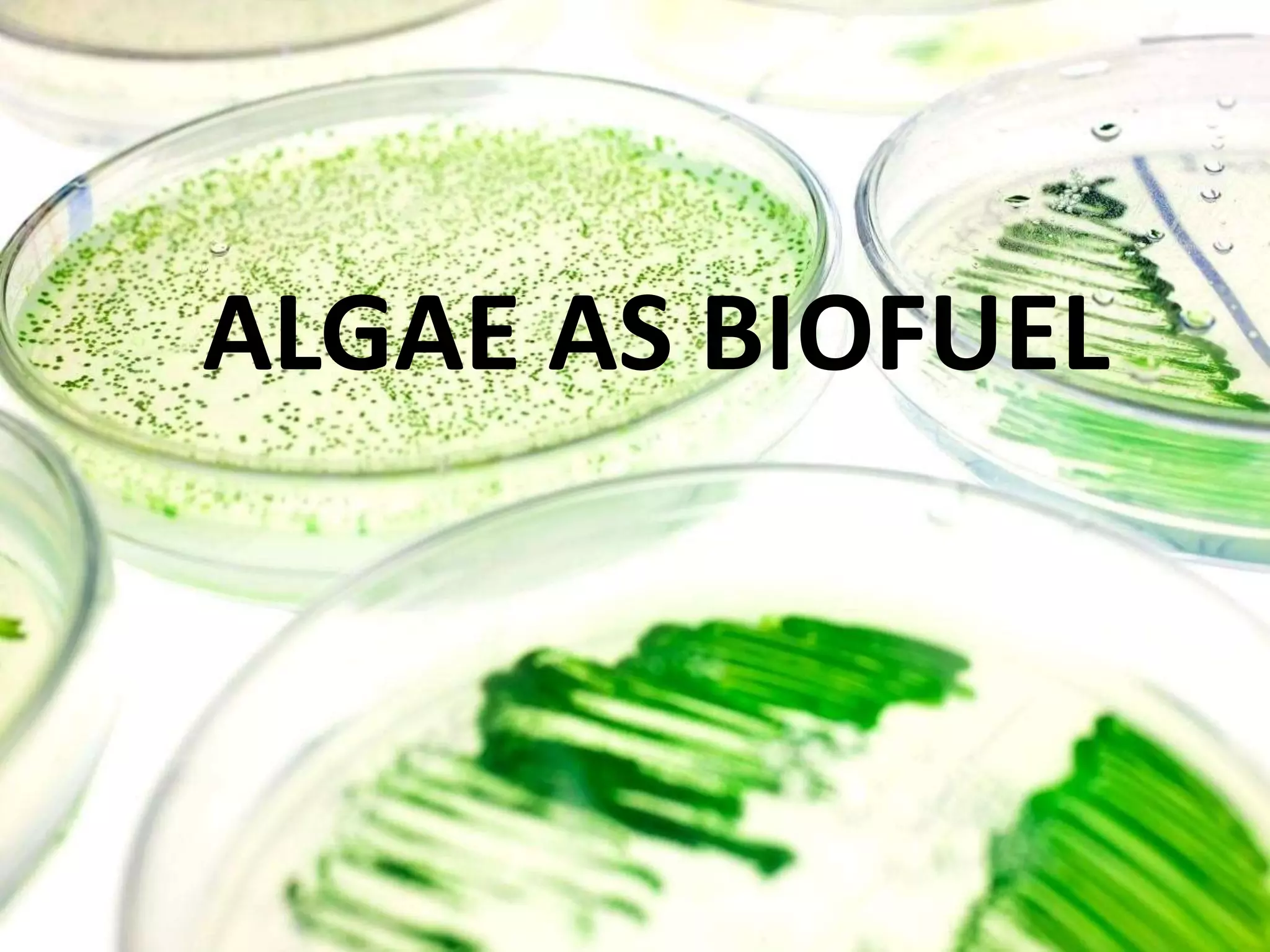 algae as biofuel | PPTX