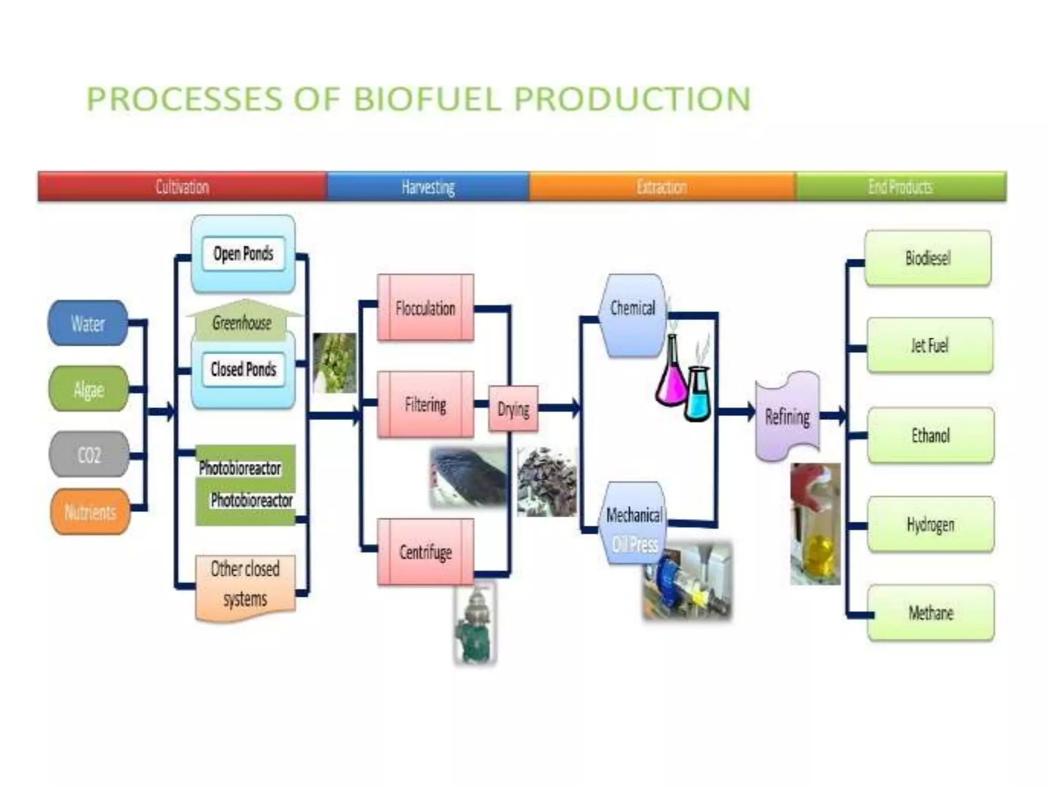 algae as biofuel | PPTX