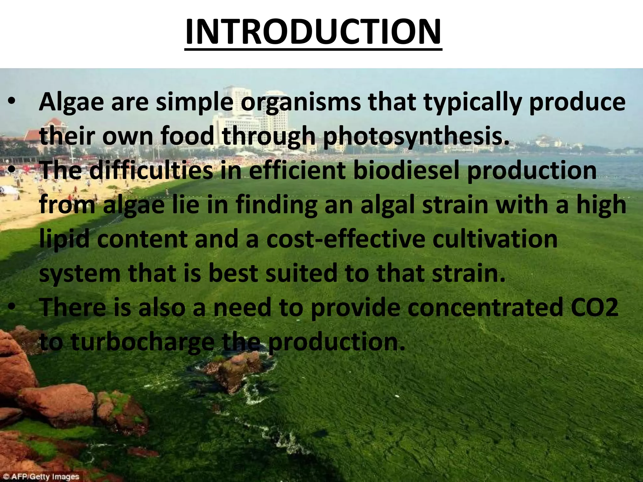 algae as biofuel | PPTX