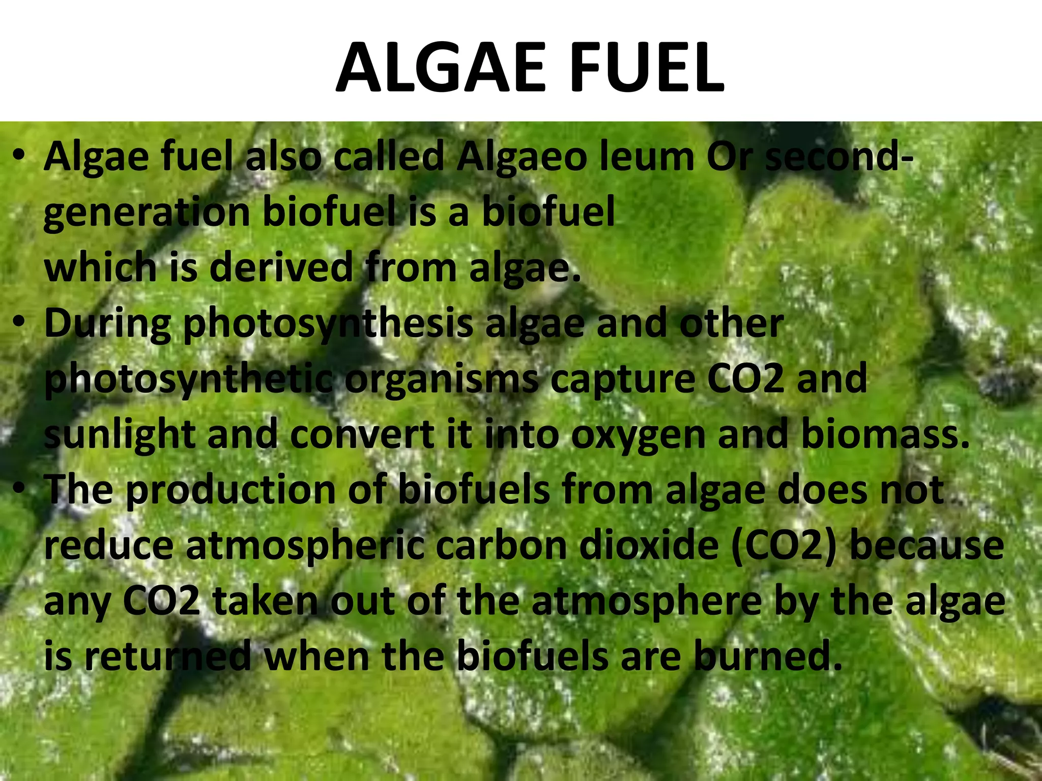 algae as biofuel | PPTX