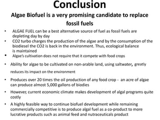 algae as biofuel | PPTX