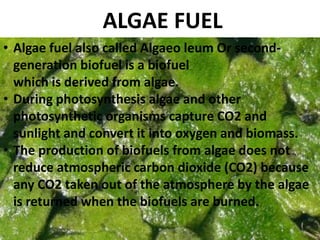 algae as biofuel | PPTX
