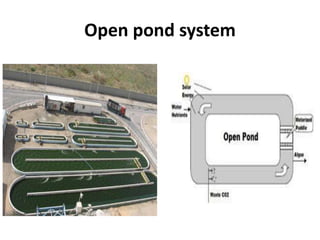 algae as biofuel | PPT