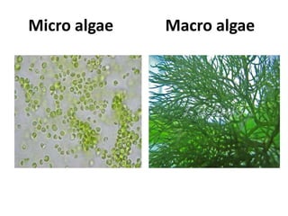 algae as biofuel | PPTX