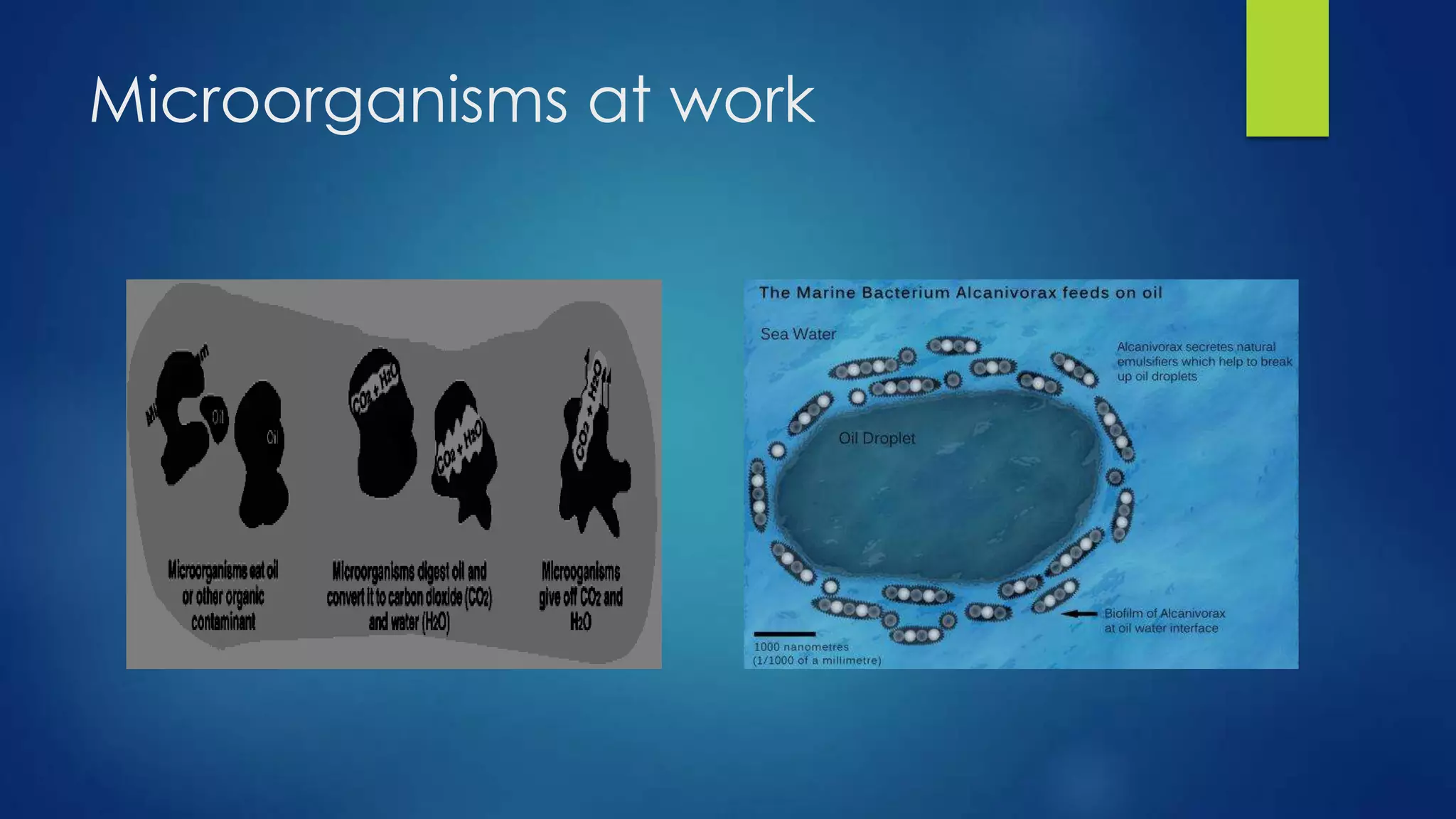 Final bioremediation | PPTX