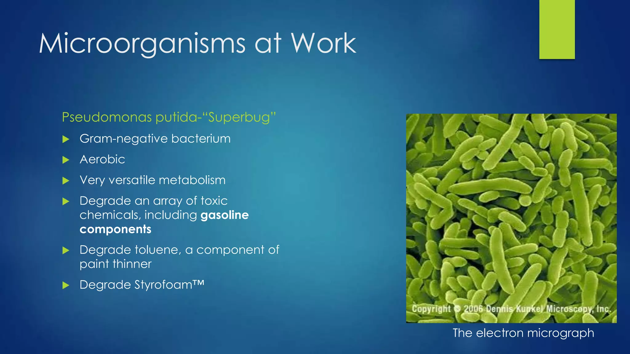 Final bioremediation | PPTX