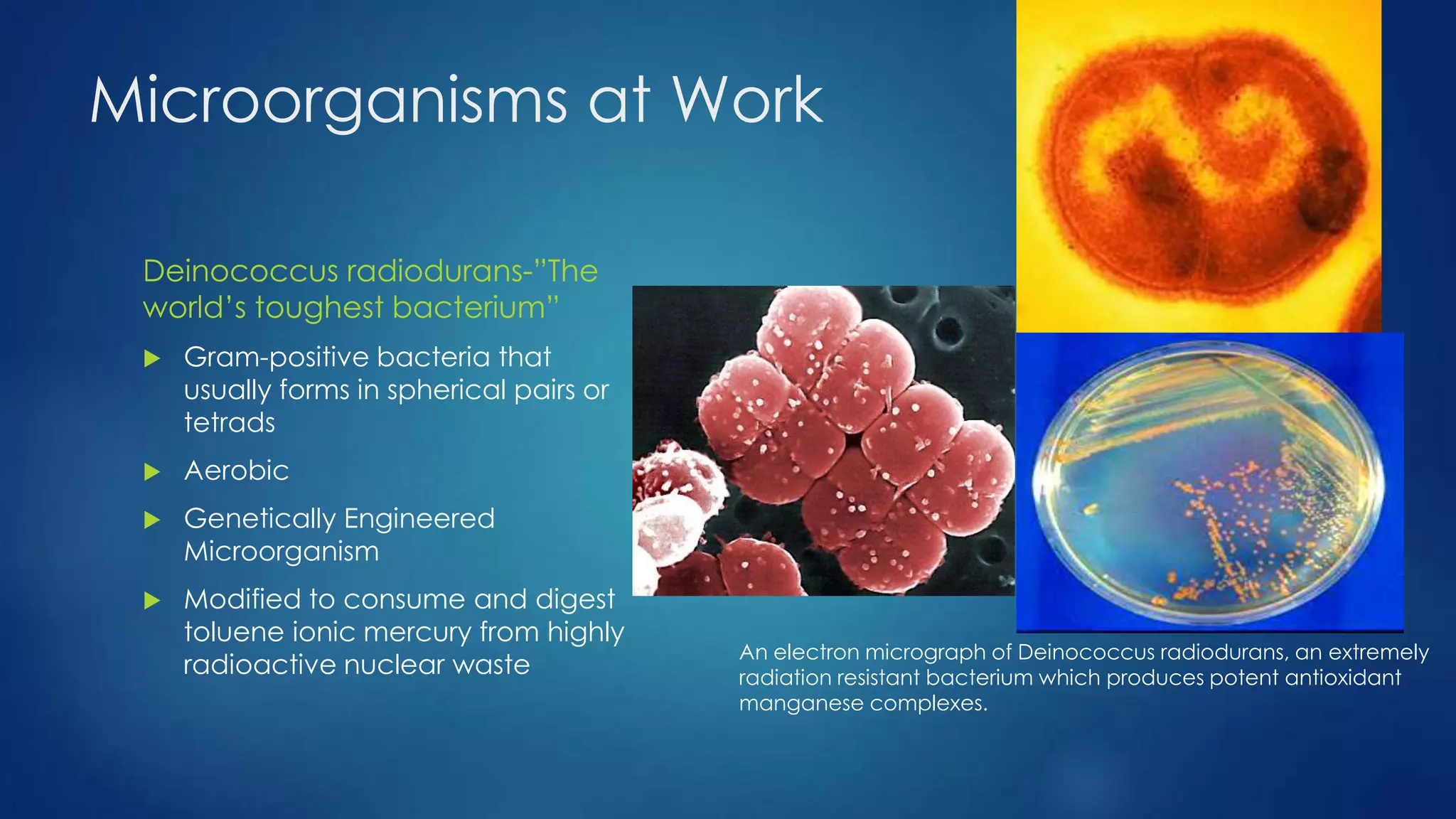 Final bioremediation | PPTX