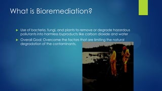 Final bioremediation | PPTX