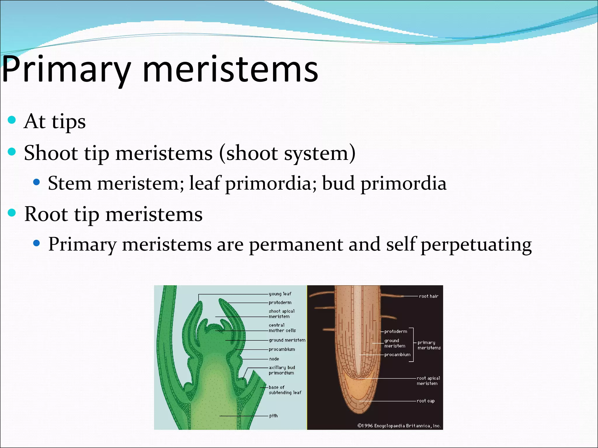 Final botany powerpoint2.1 | PPT