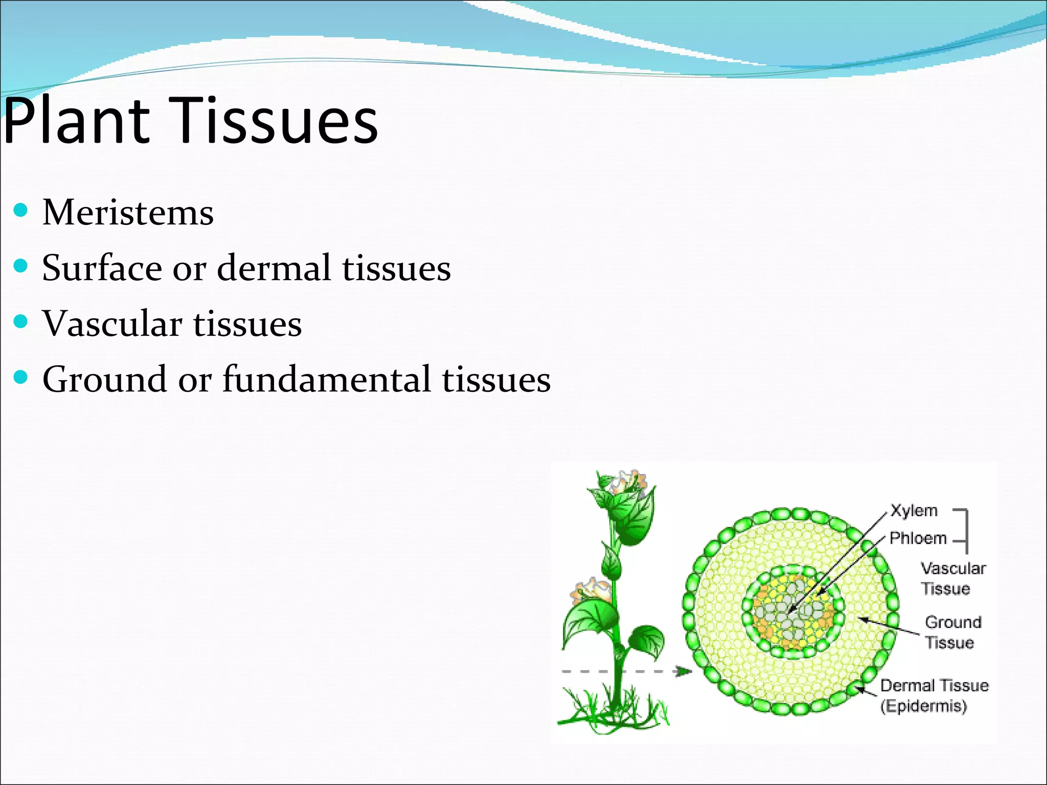 Final botany powerpoint2.1 | PPT