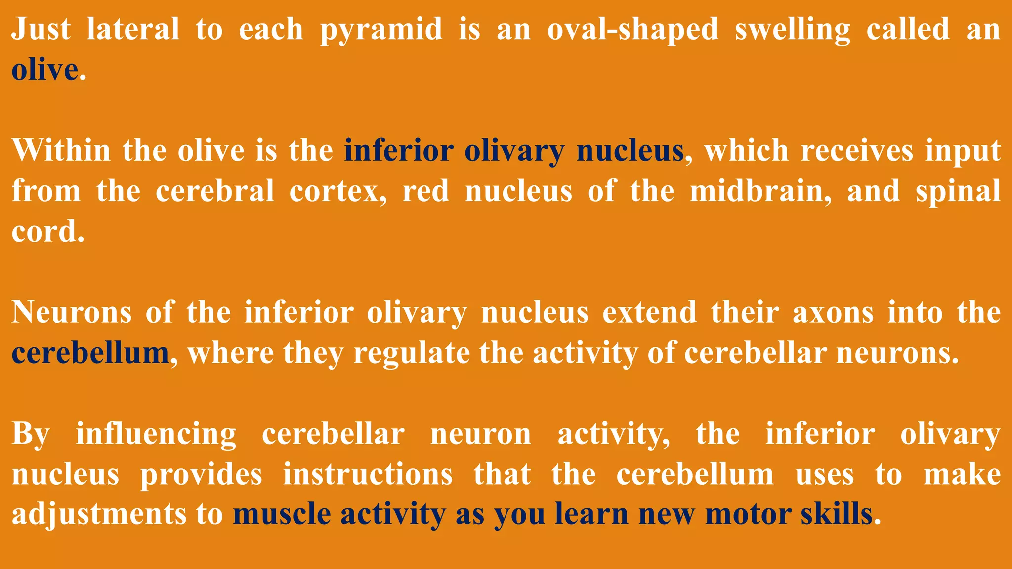 Anatomy and Physiology: Brain Stem | PPTX