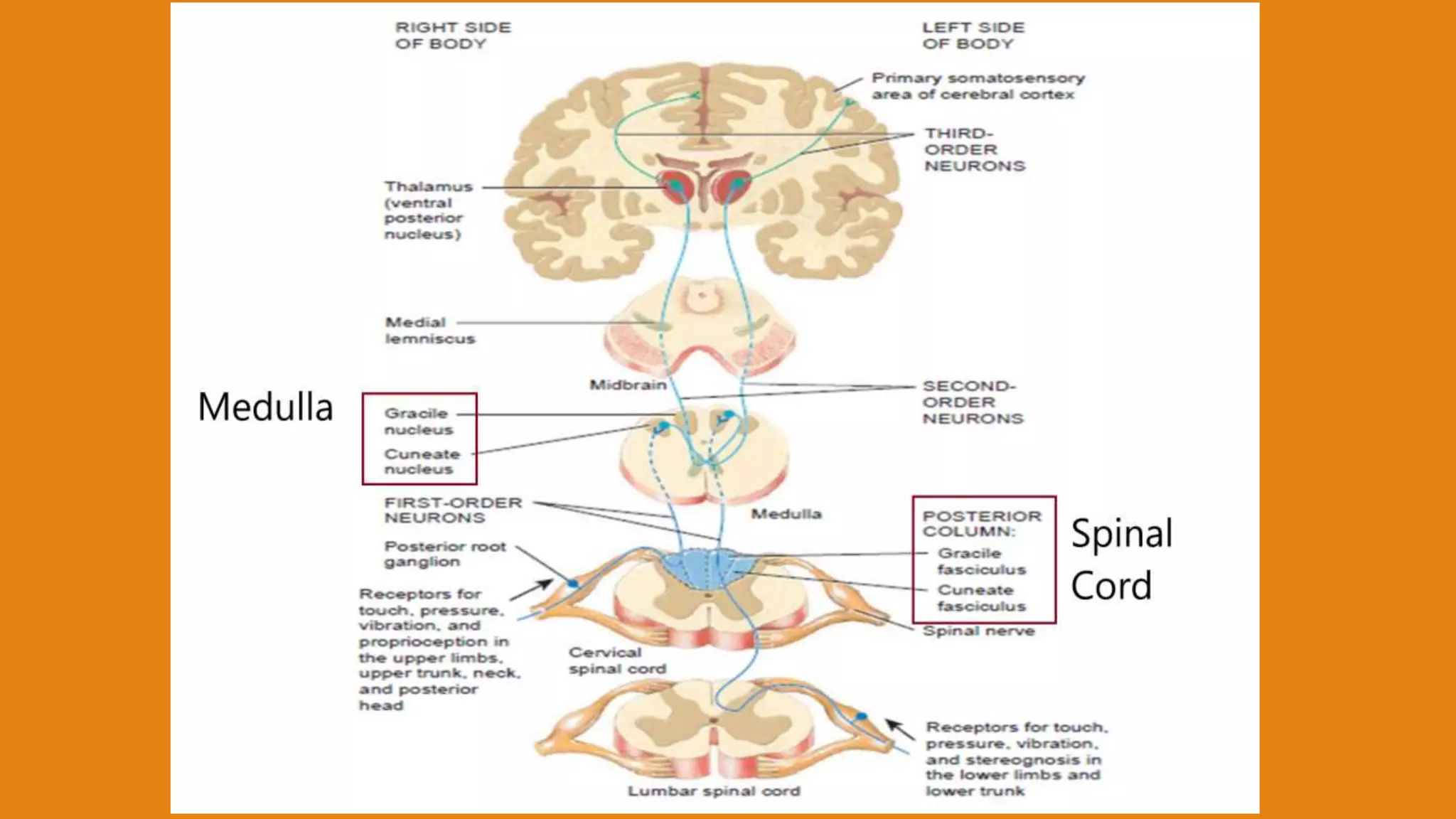 Anatomy and Physiology: Brain Stem | PPTX