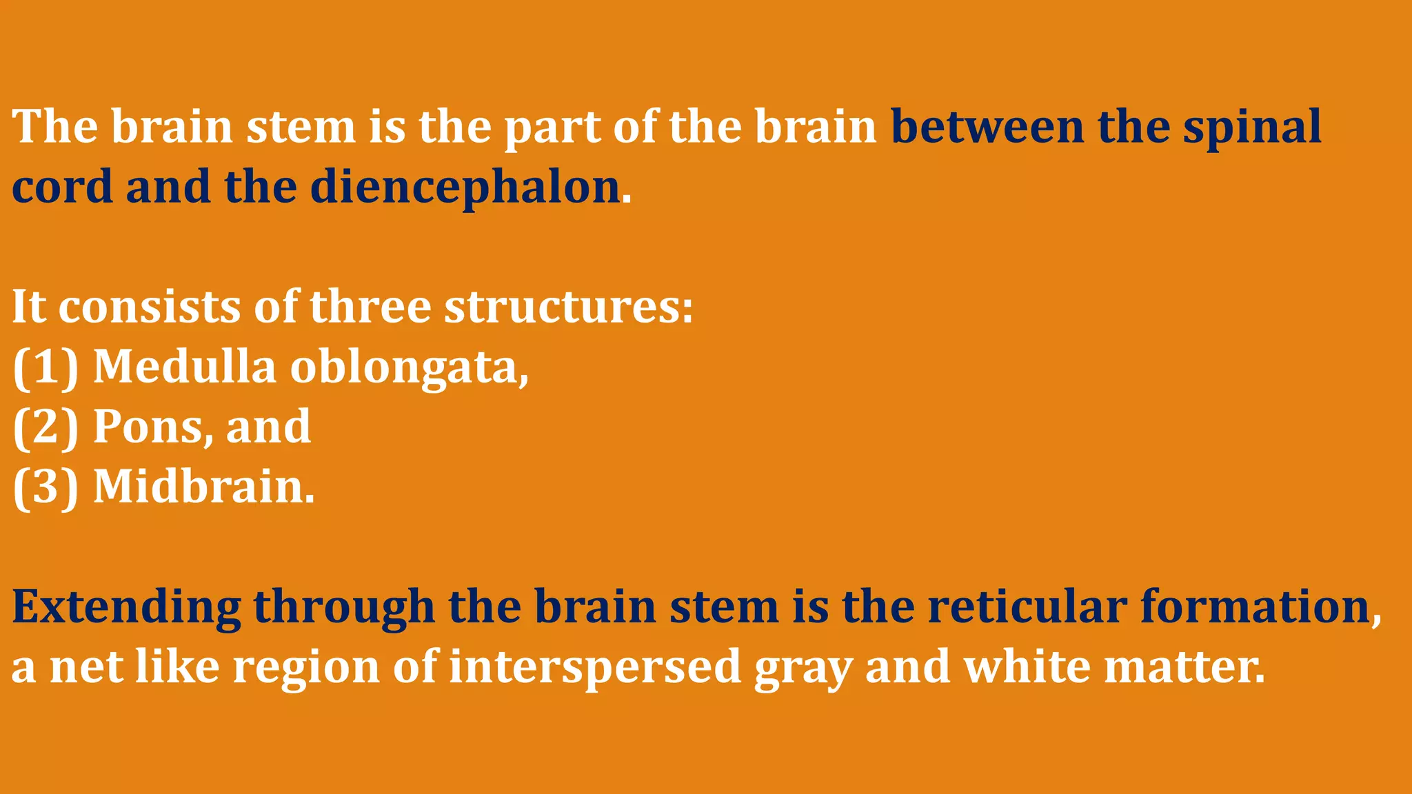 Anatomy and Physiology: Brain Stem | PPTX
