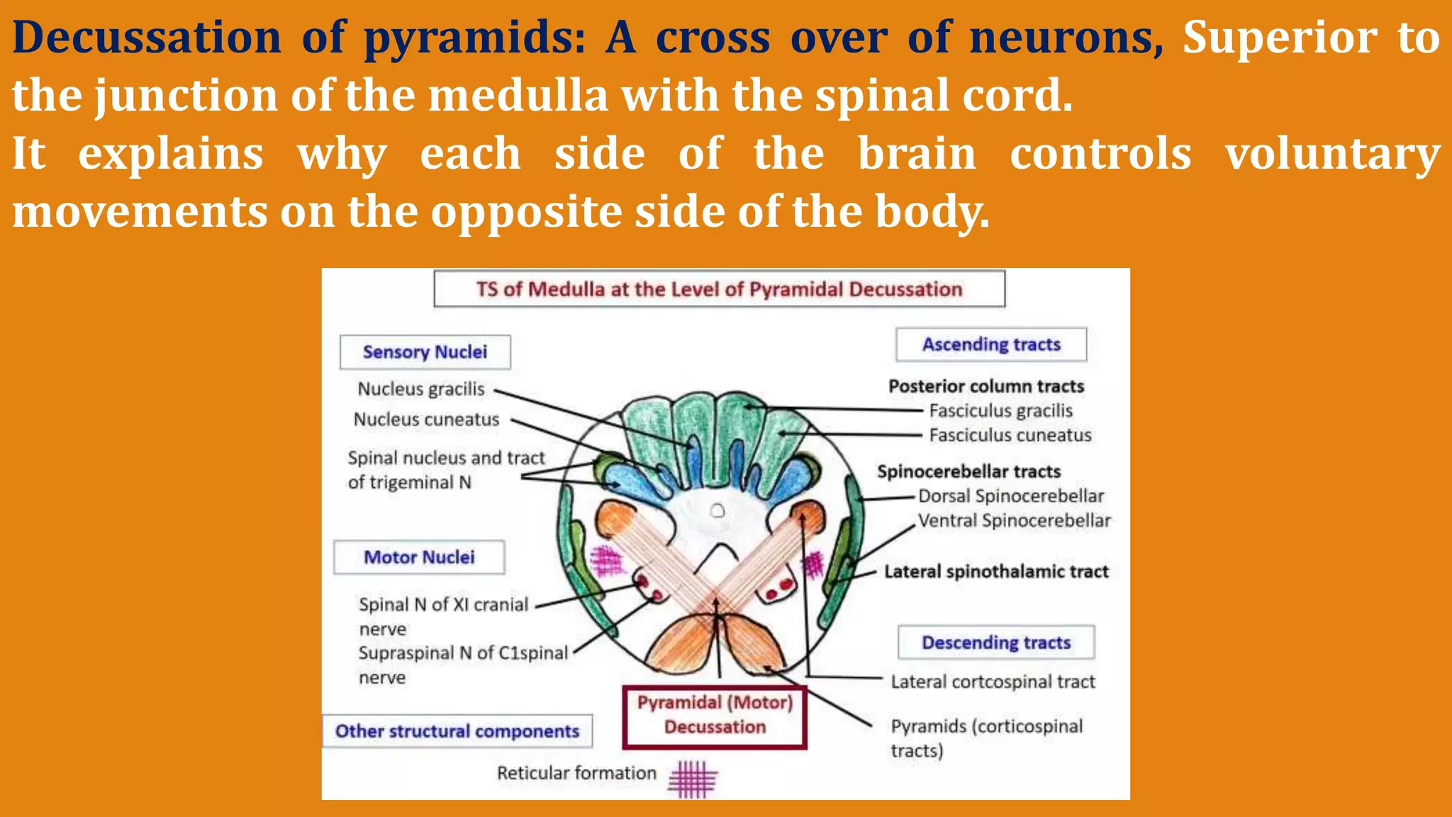 Anatomy and Physiology: Brain Stem | PPTX