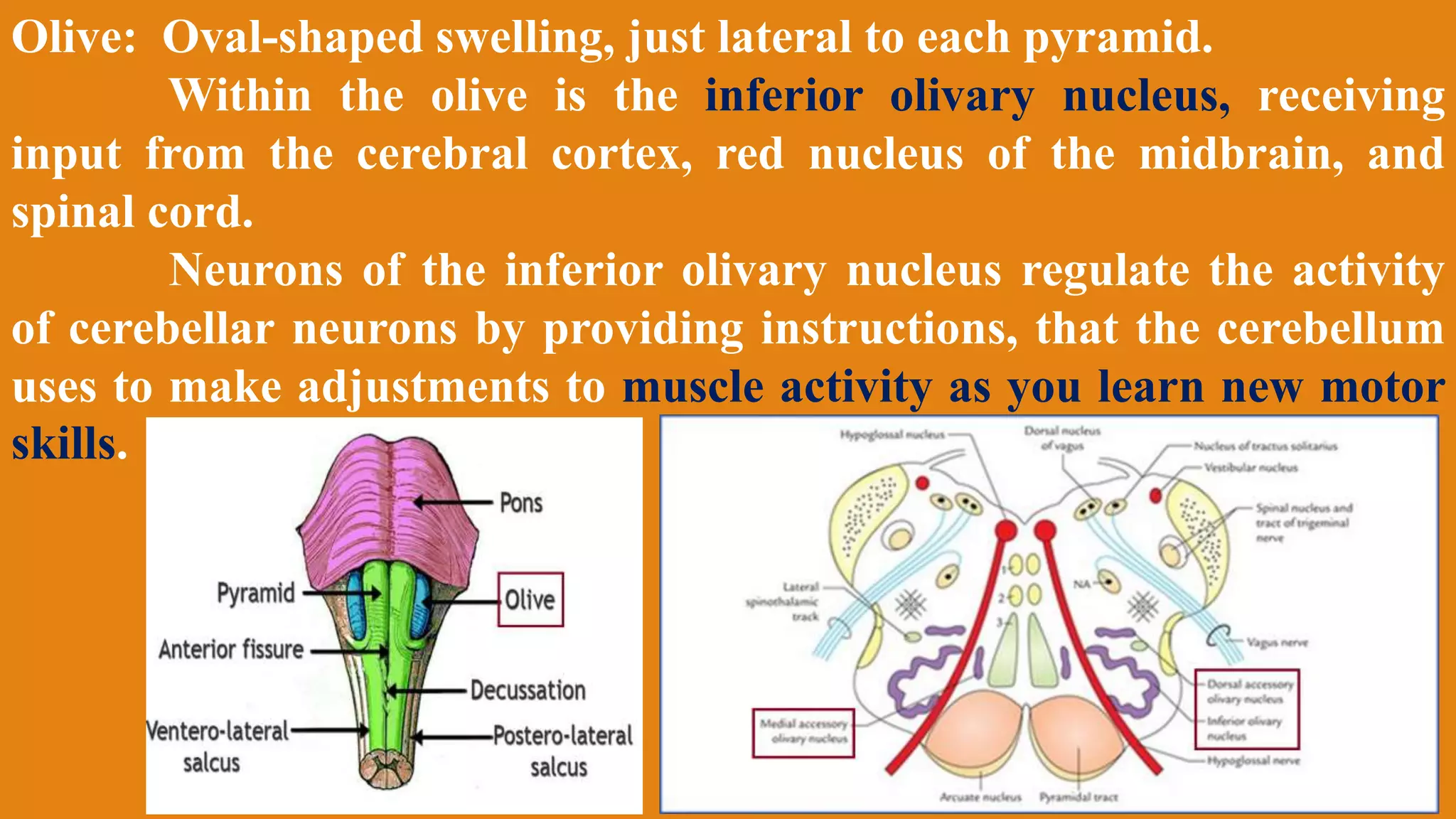 Anatomy and Physiology: Brain Stem | PPTX