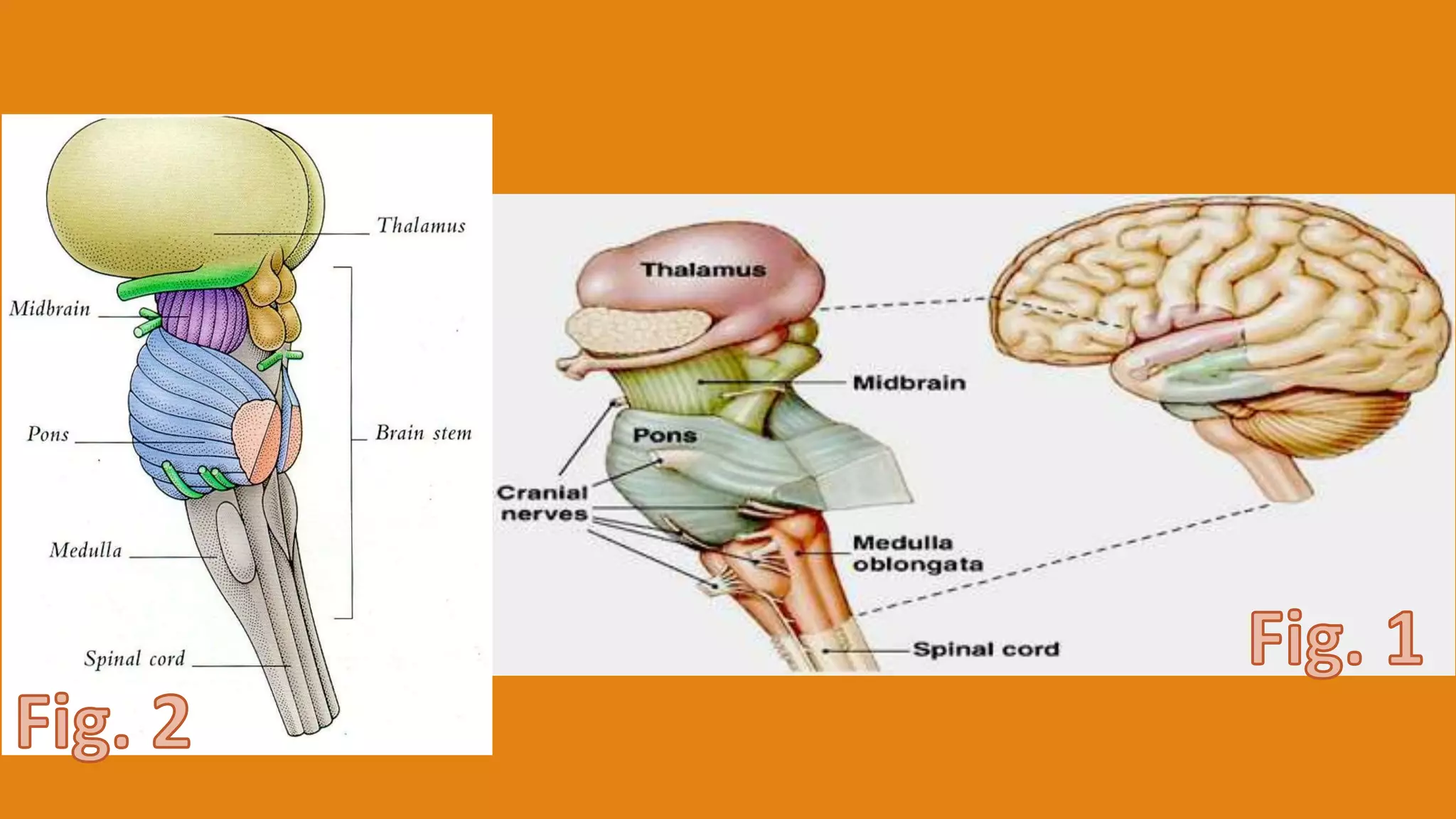 Anatomy and Physiology: Brain Stem | PPTX
