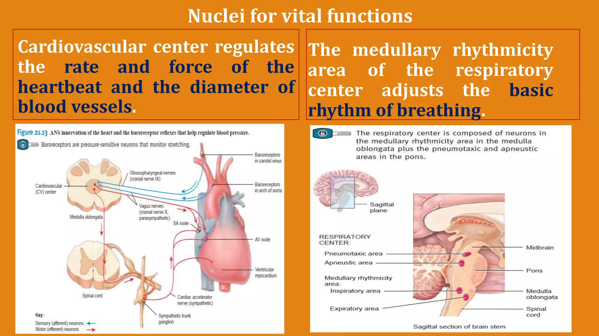 Anatomy and Physiology: Brain Stem | PPTX