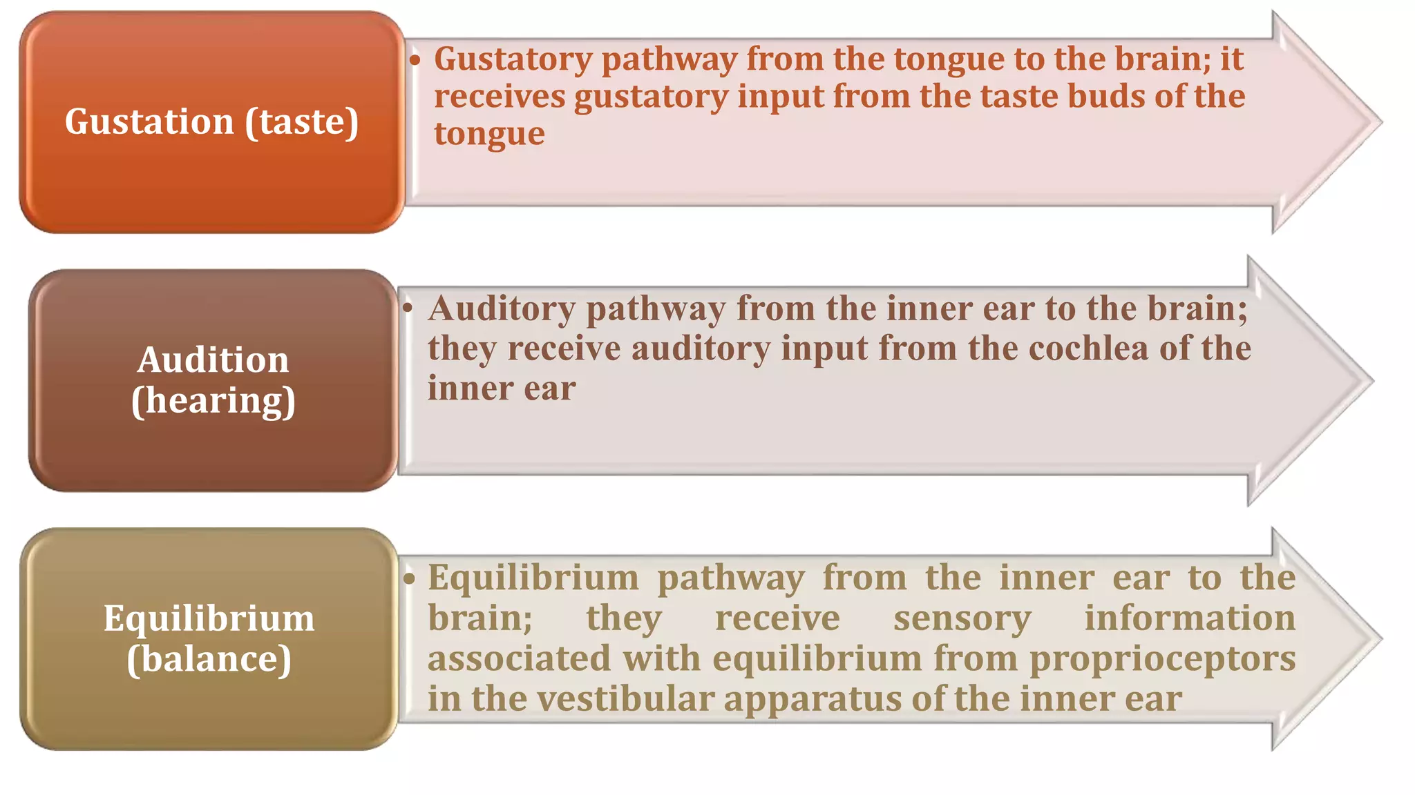 Anatomy and Physiology: Brain Stem | PPTX