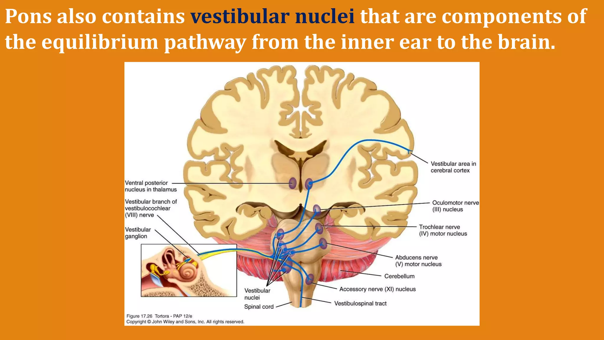 Anatomy and Physiology: Brain Stem | PPTX