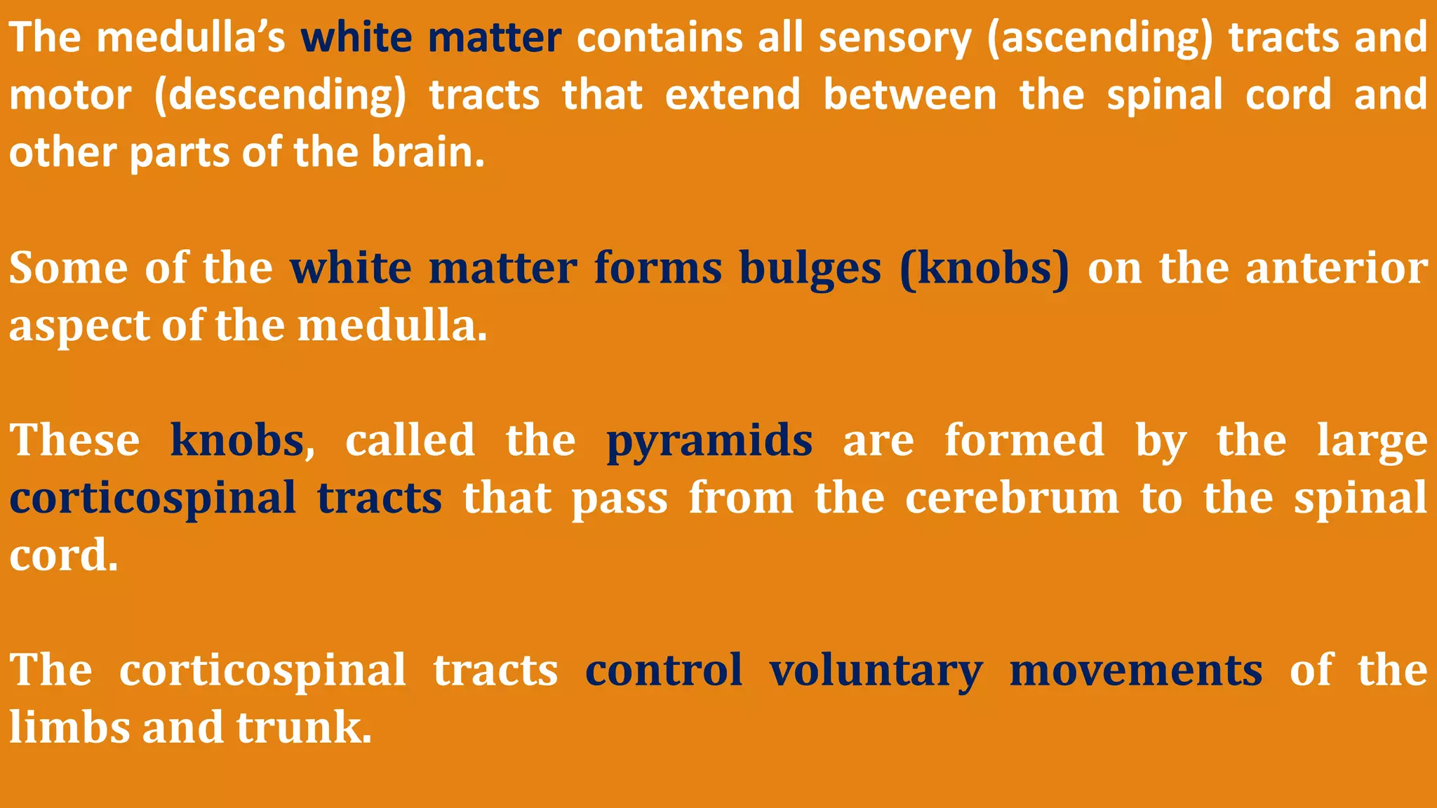 Anatomy and Physiology: Brain Stem | PPTX