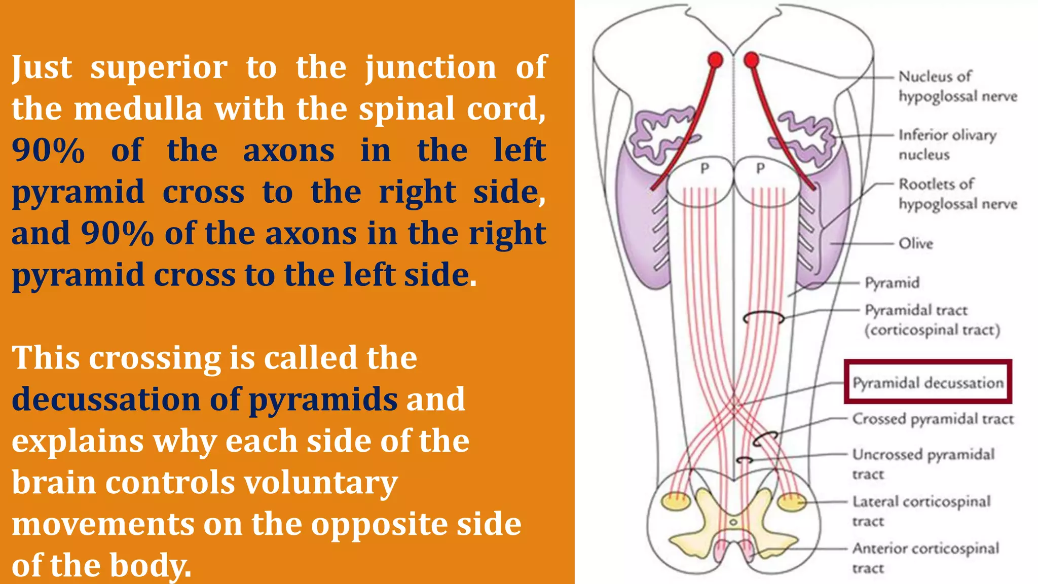 Anatomy and Physiology: Brain Stem | PPTX