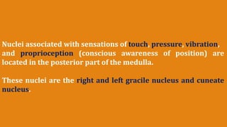 Anatomy and Physiology: Brain Stem | PPTX