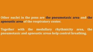 Anatomy and Physiology: Brain Stem | PPTX