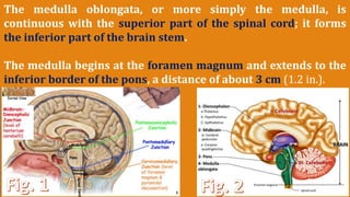 Anatomy and Physiology: Brain Stem | PPTX