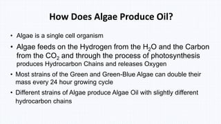 Algal Biofuel Production.pptx