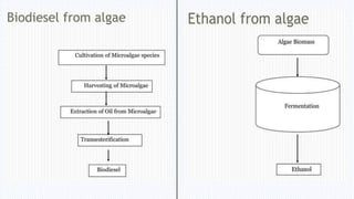 Algal Biofuel Production.pptx