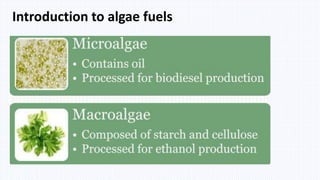 Algal Biofuel Production.pptx