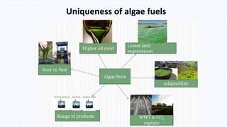 Algal Biofuel Production.pptx