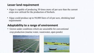 Algal Biofuel Production.pptx