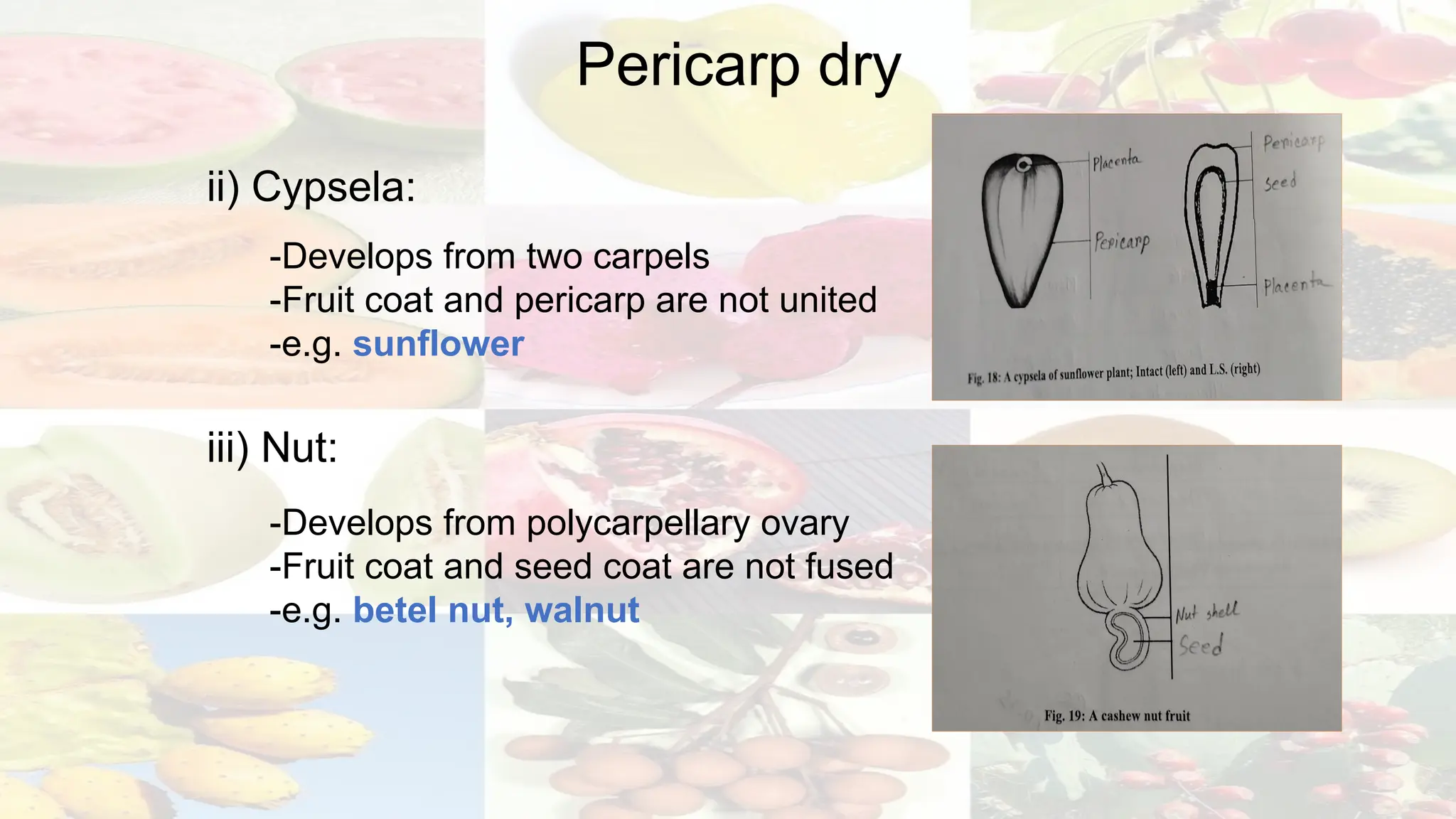 Final_CBOT[55].pptx ( Fruit and Seed morphology) | PPTX
