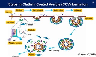 Clathrin coated vesicle components in plant immunity | PPTX