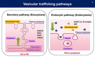 Clathrin coated vesicle components in plant immunity | PPTX