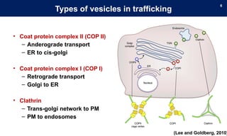 Clathrin coated vesicle components in plant immunity | PPTX | Genetics ...
