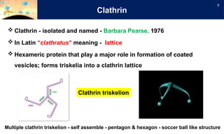 Clathrin coated vesicle components in plant immunity | PPTX