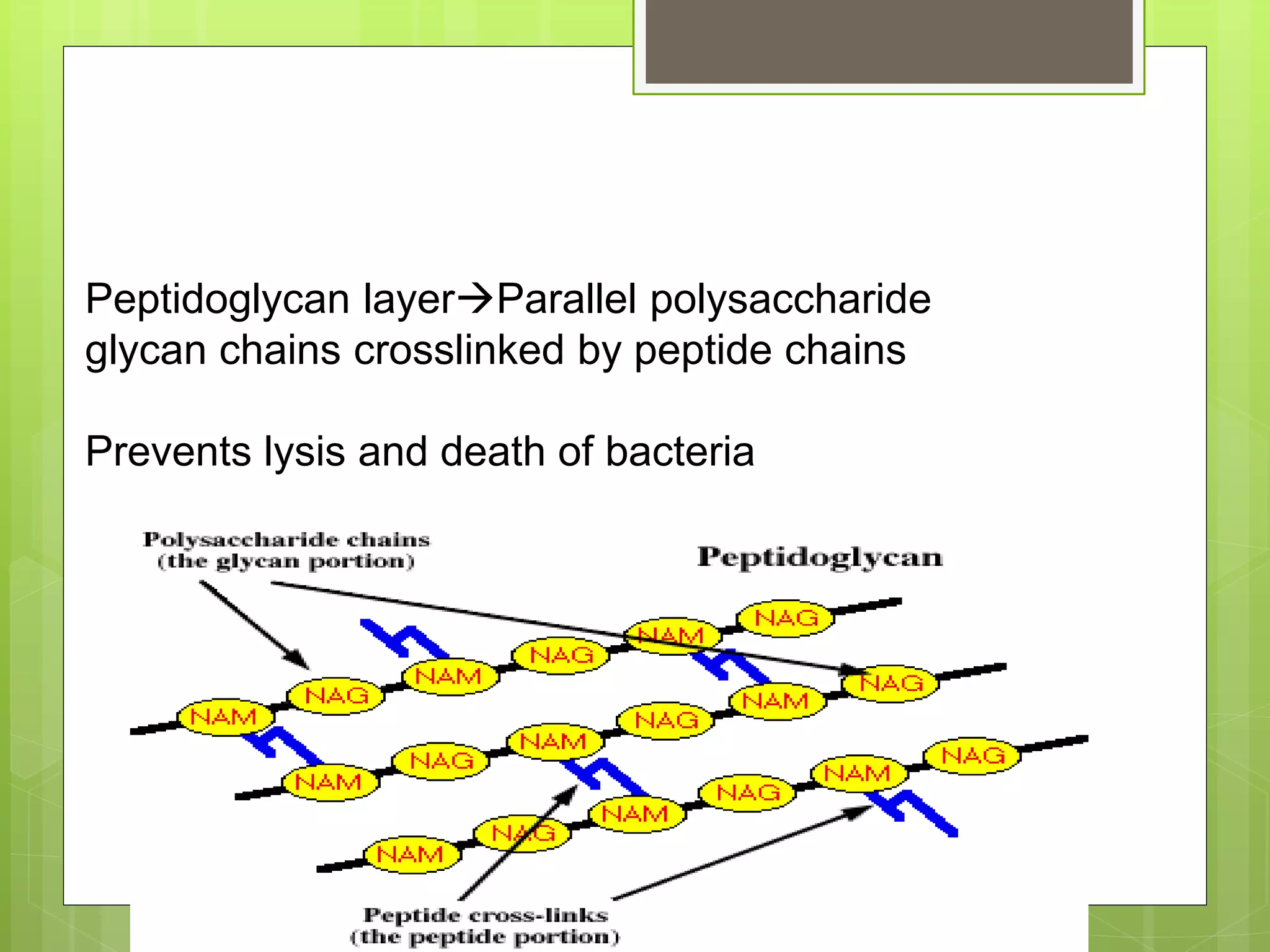 Cell wall synthesis inhibitors | PPTX